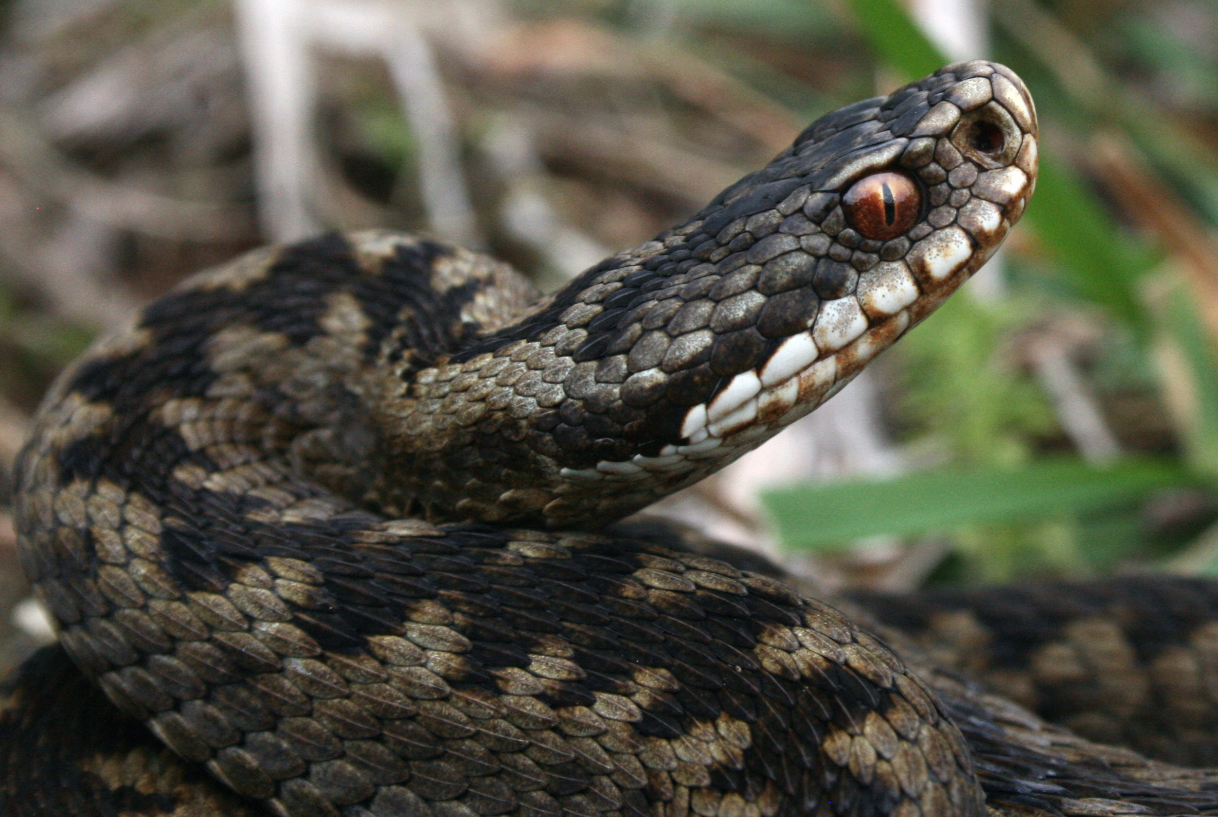 Adders